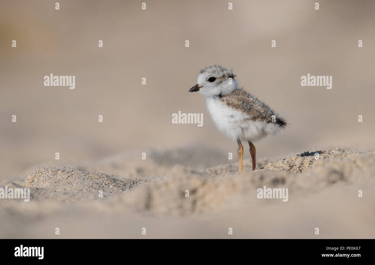 Piping Plover Fly High Resolution Stock Photography and Images - Alamy