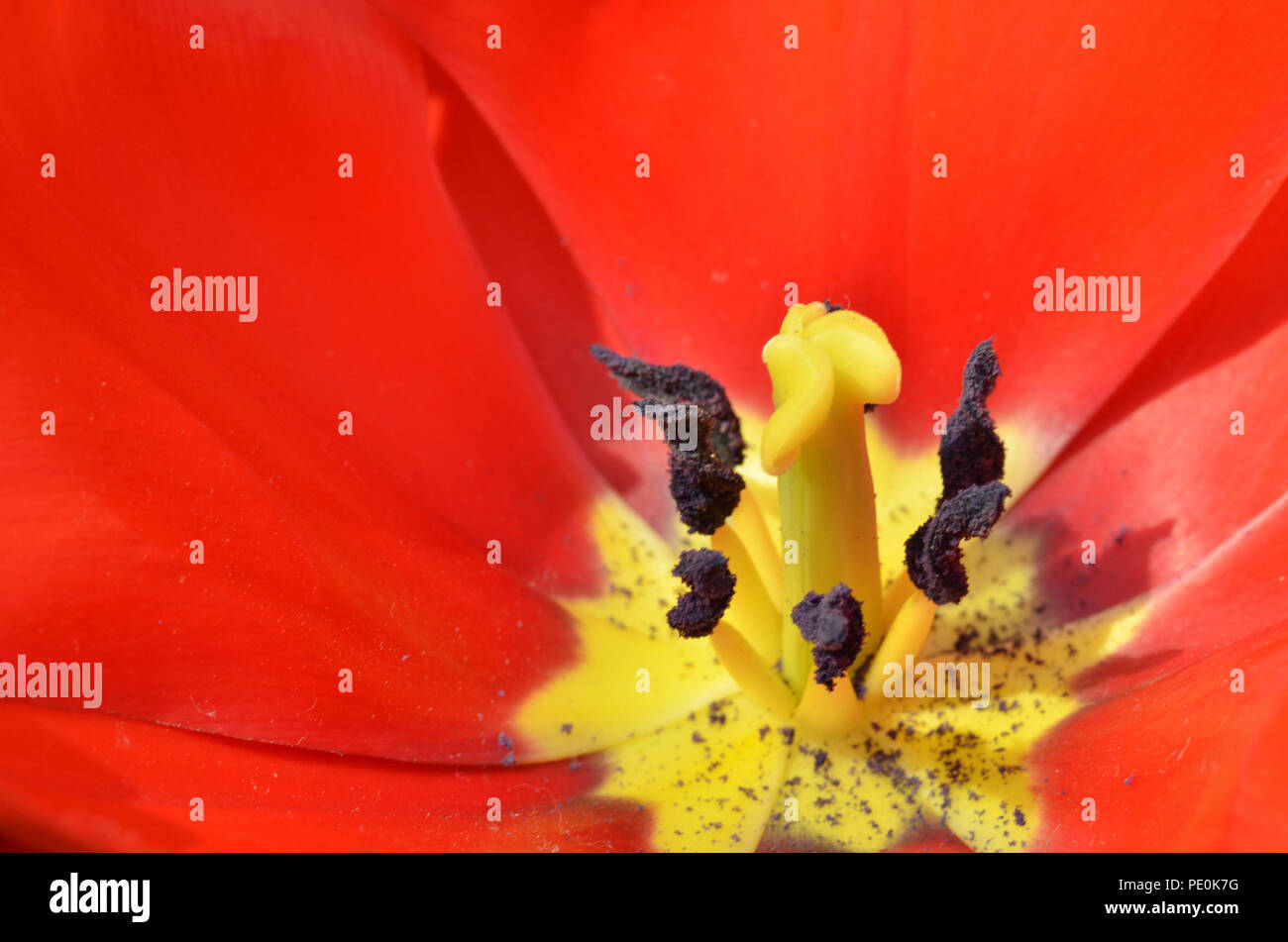 Beautiful close up of tulips in Gardens by the Bay, Singapore Stock ...