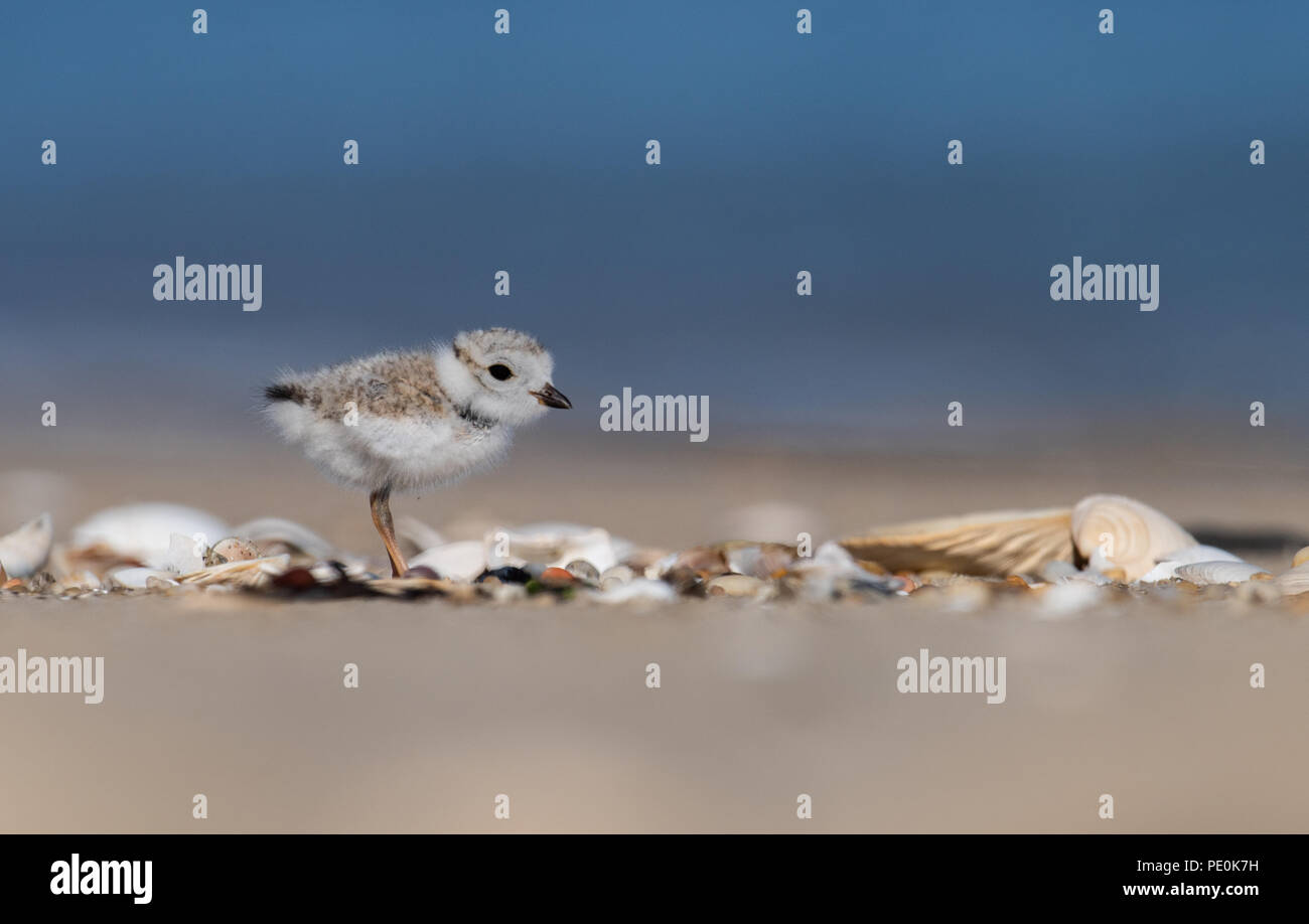Piping plover fly hi-res stock photography and images - Alamy