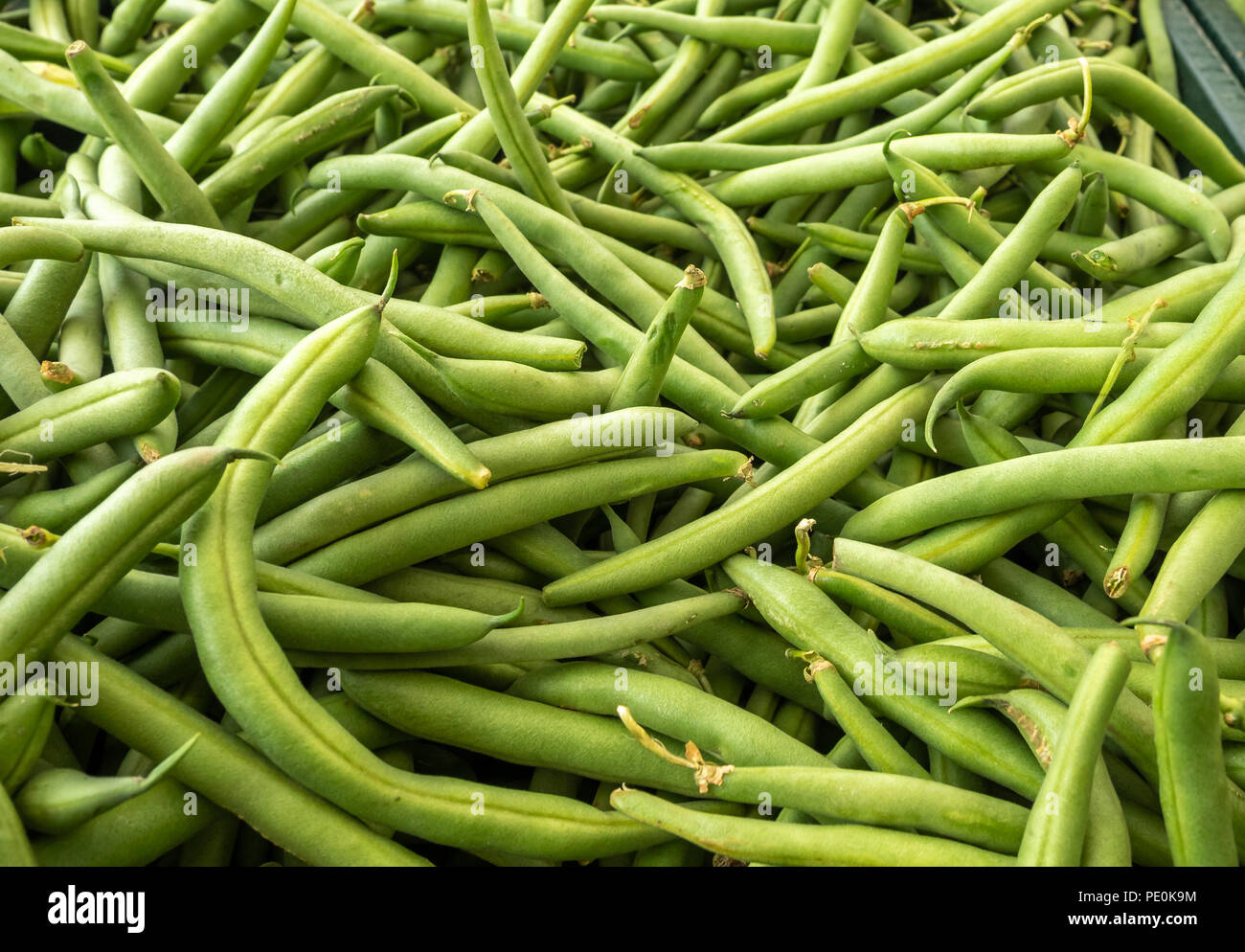 Snaps beans plant hi-res stock photography and images - Alamy