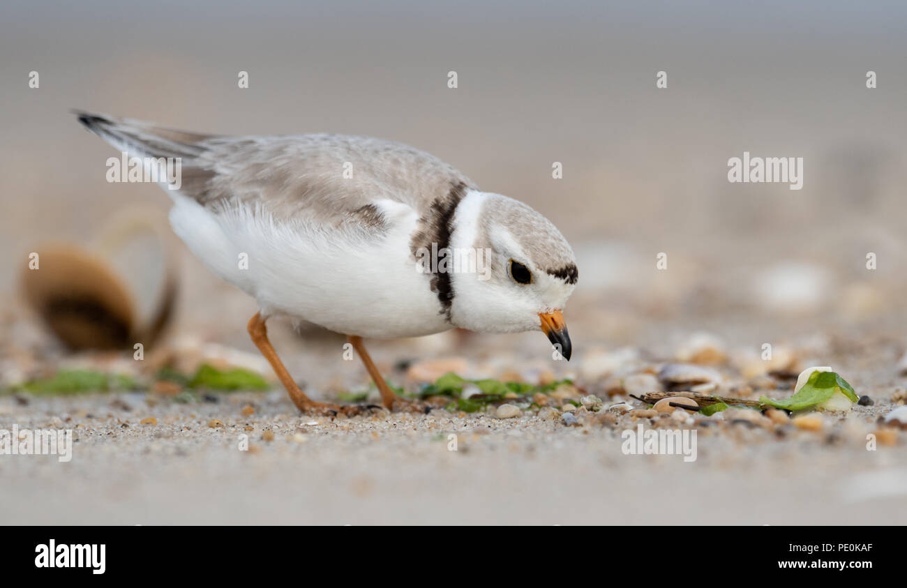 Piping Plover Fly High Resolution Stock Photography and Images - Alamy