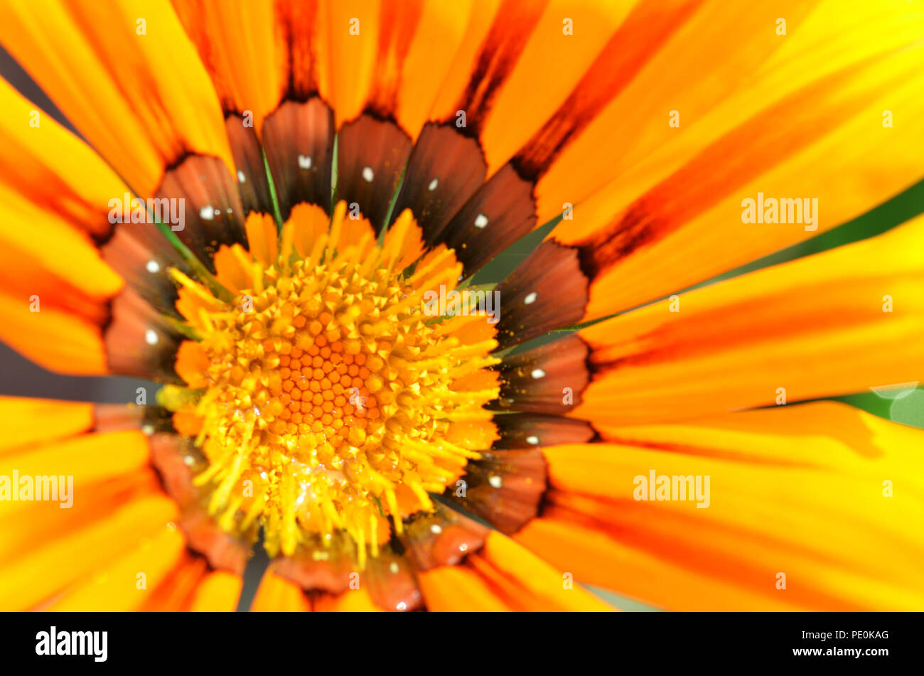 Beautiful flower in a meadow, close up micro Stock Photo - Alamy