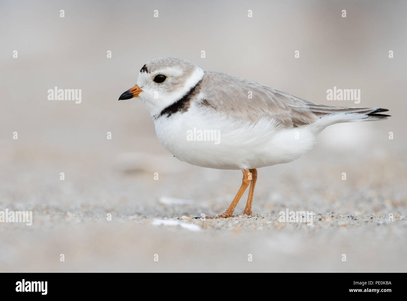 Piping Plover Chicks Adults Stock Photo - Alamy