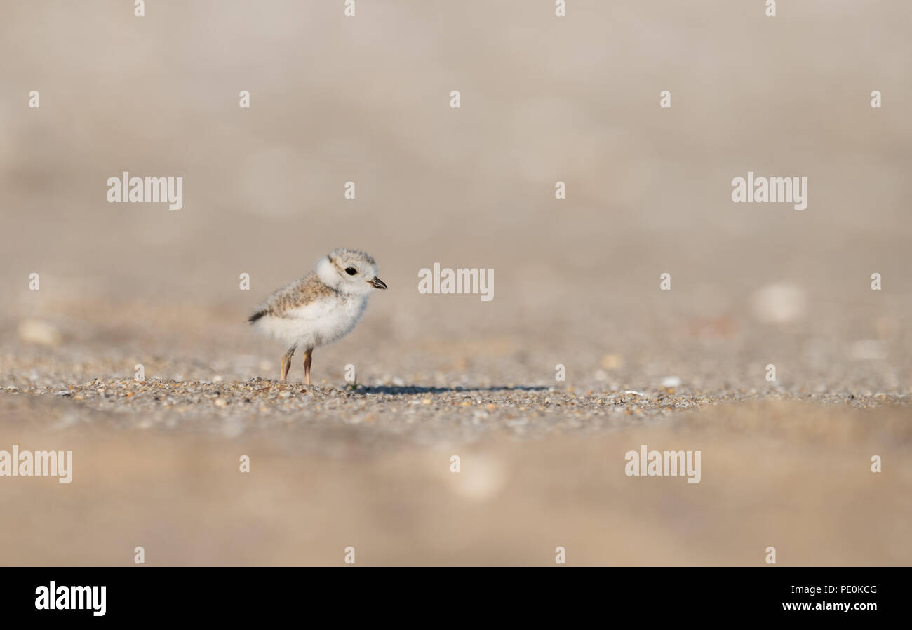 Piping plover fly hi-res stock photography and images - Alamy