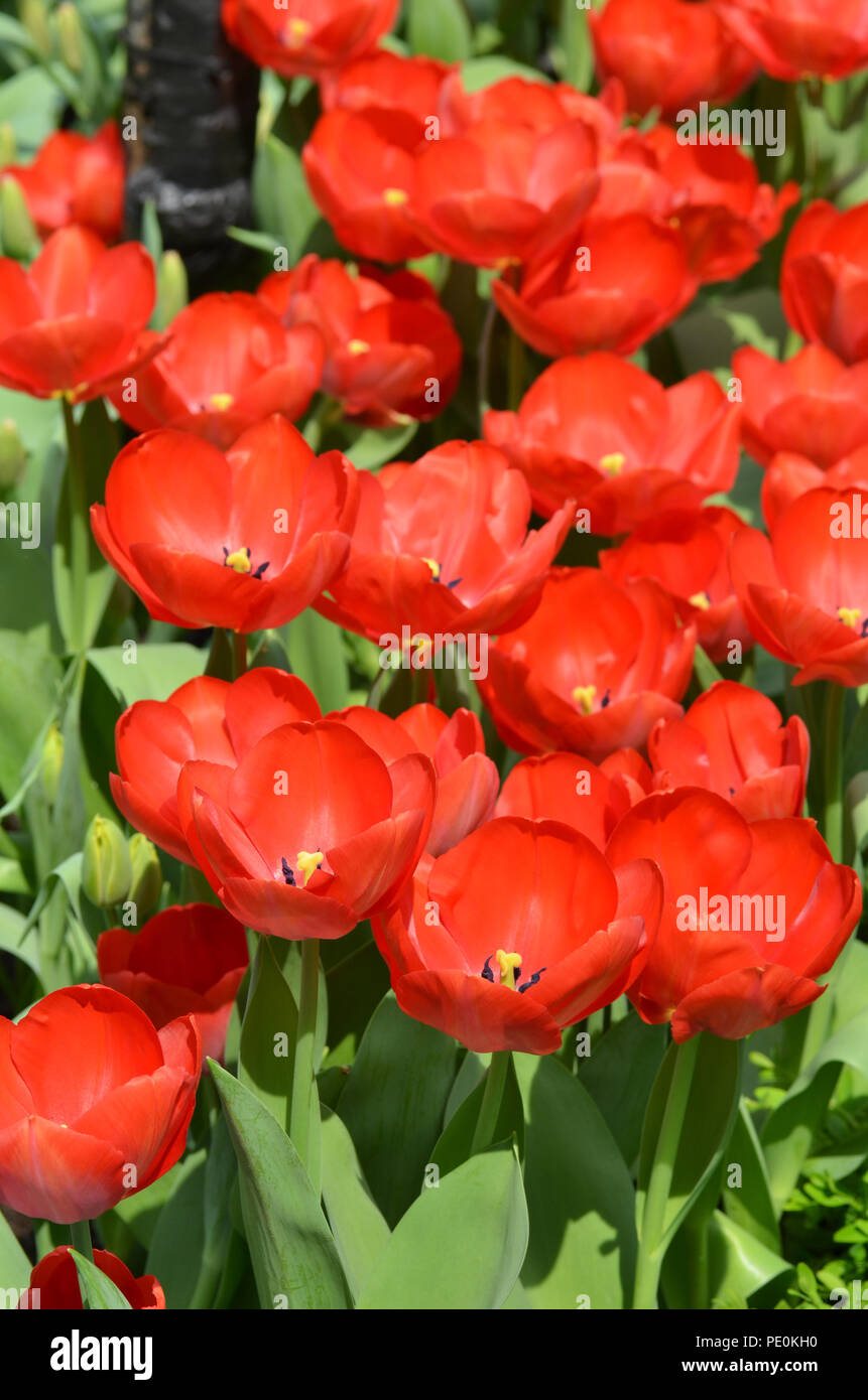 Beautiful close up of tulips in Gardens by the Bay, Singapore Stock ...