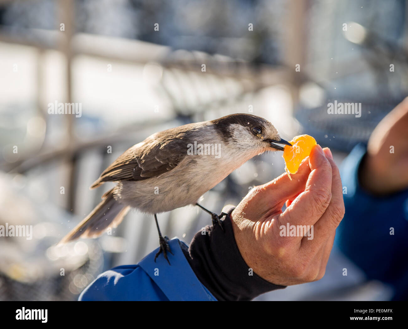 Bird perched on a hand eating a tangerine Stock Photo - Alamy