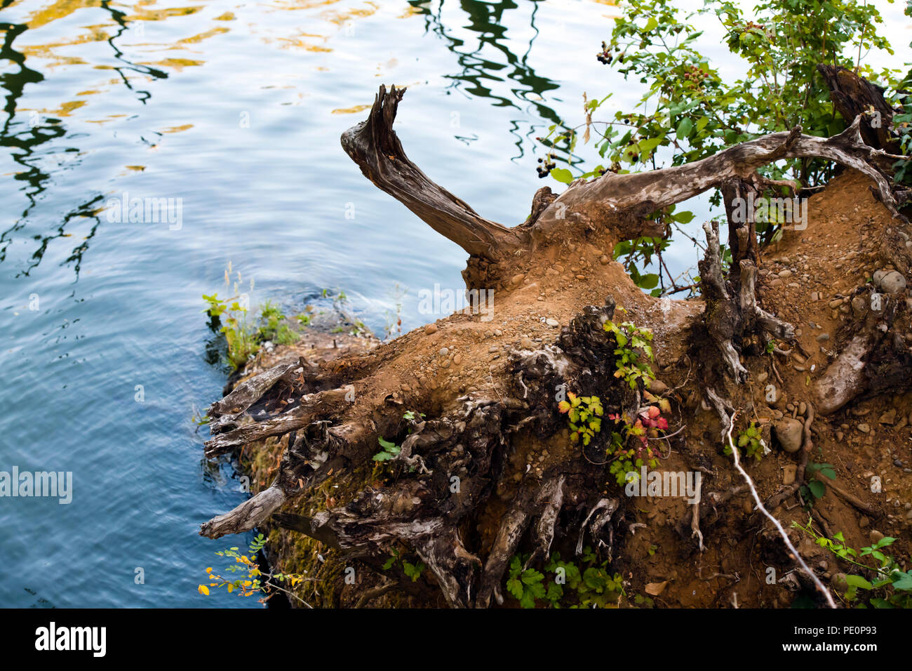 River Bank Tree Root Roots Stock Photos & River Bank Tree Root Roots ...