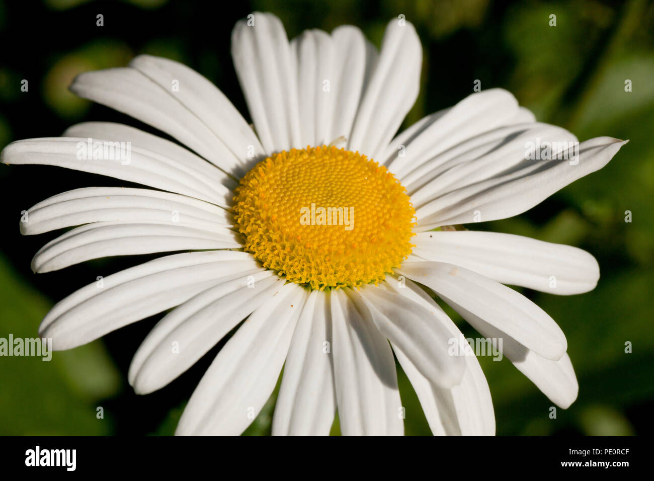 Common daisy, aka Oxeye daisy, Ox-eye daisy (Leucanthemum vulgare ...