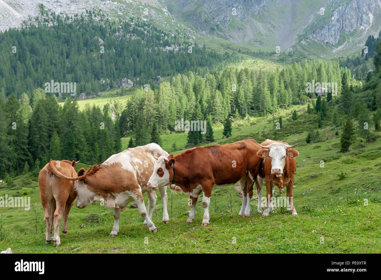 Cows Grazing in the Alps Stock Photo - Alamy