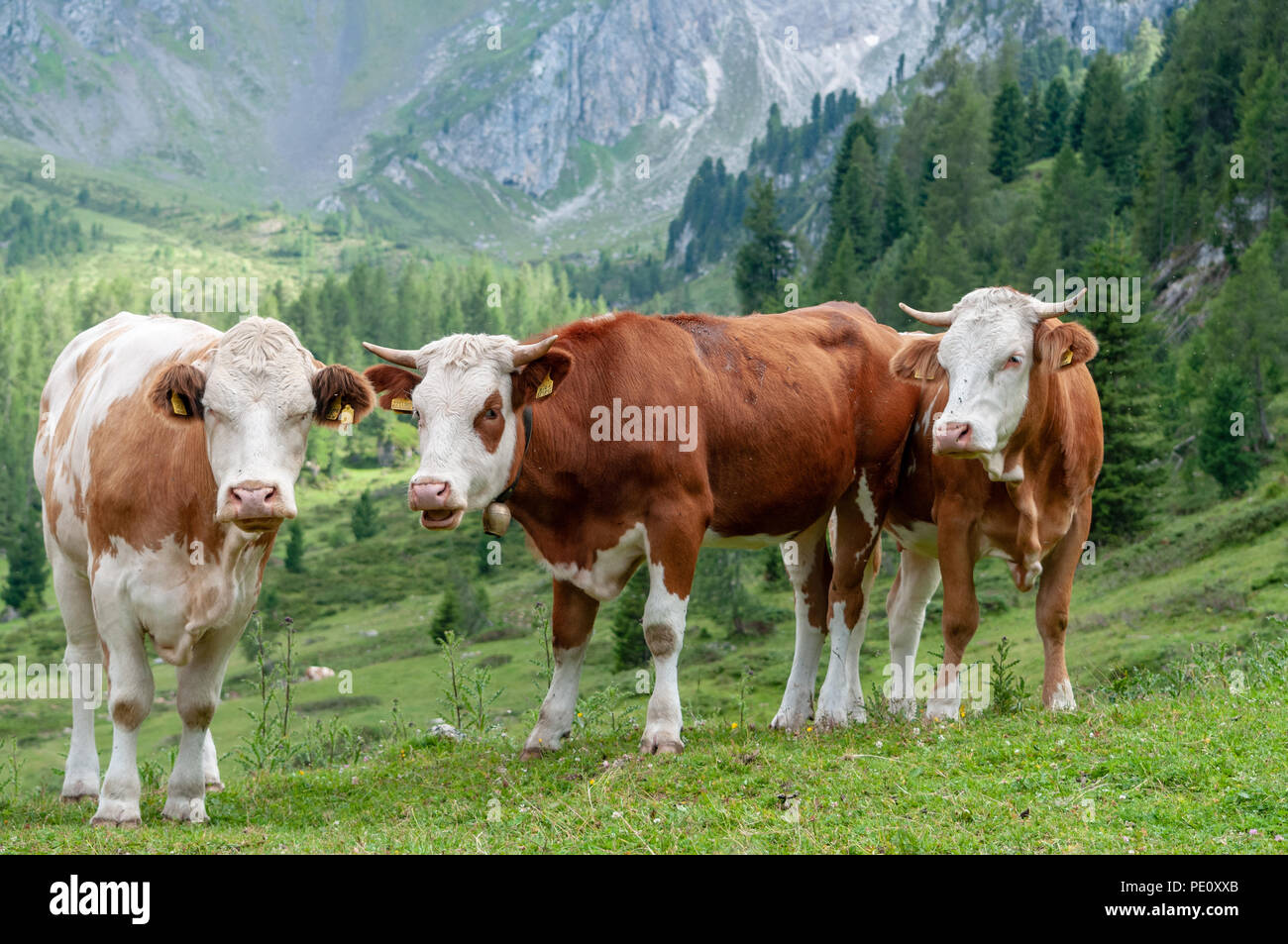 Cows Grazing in the Alps Stock Photo - Alamy