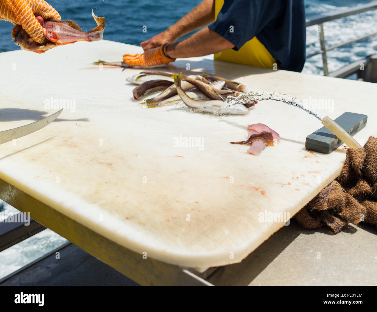 Fisherman holding sliced fish over cutting board. Fisherman guys on ...