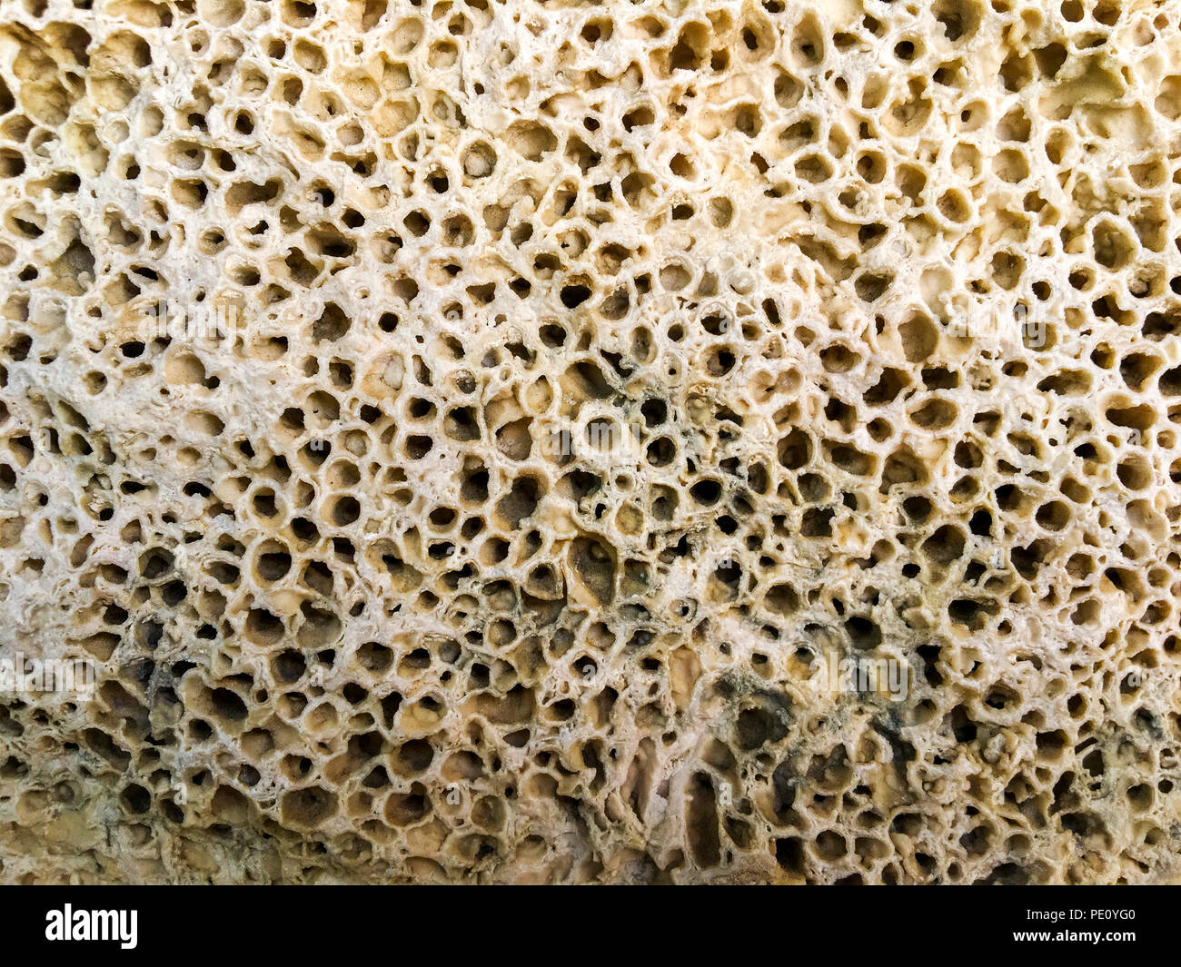 Abstract Circular Travertine Stone Background Pattern Holey brown stone ...