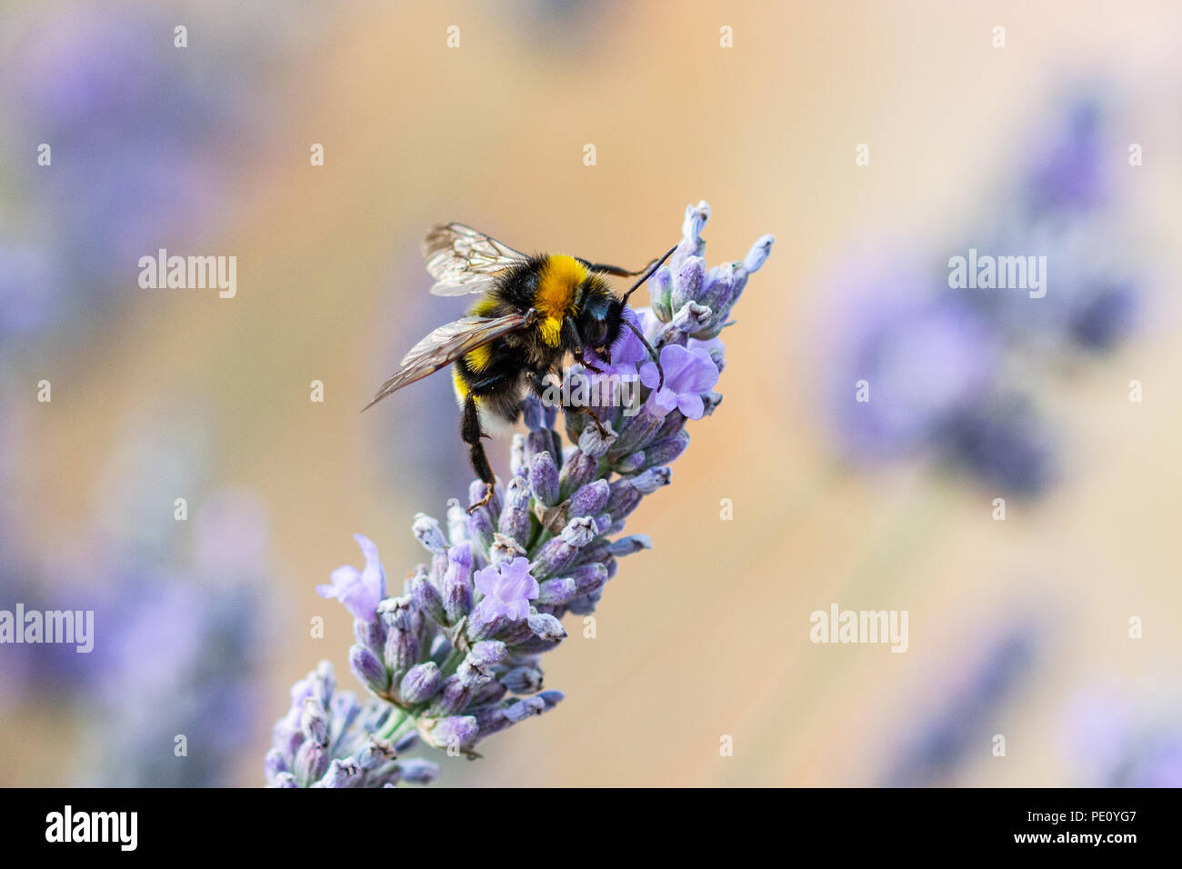 Bumble bee uk hi-res stock photography and images - Alamy