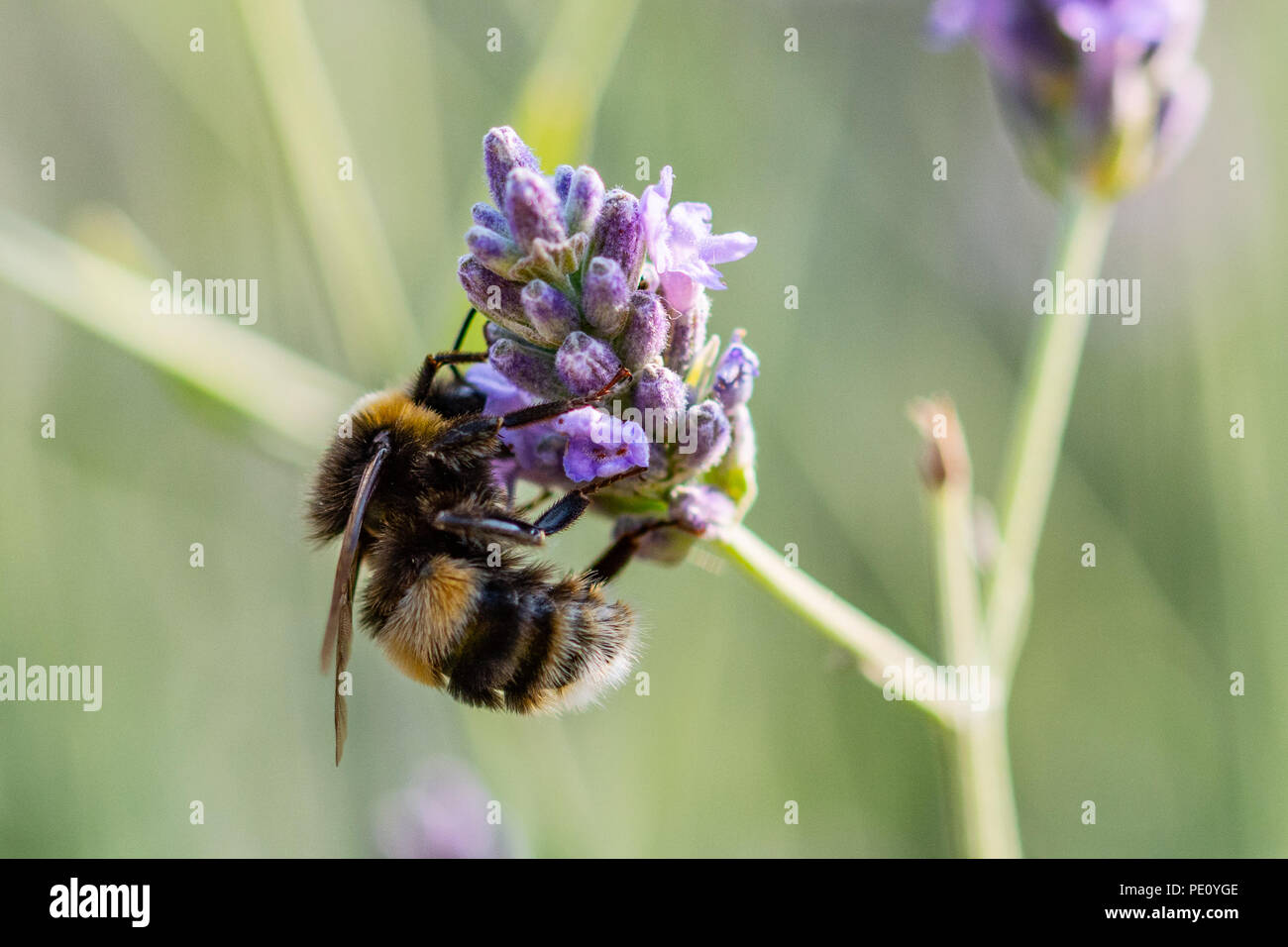 Lavender pollenation hi-res stock photography and images - Alamy