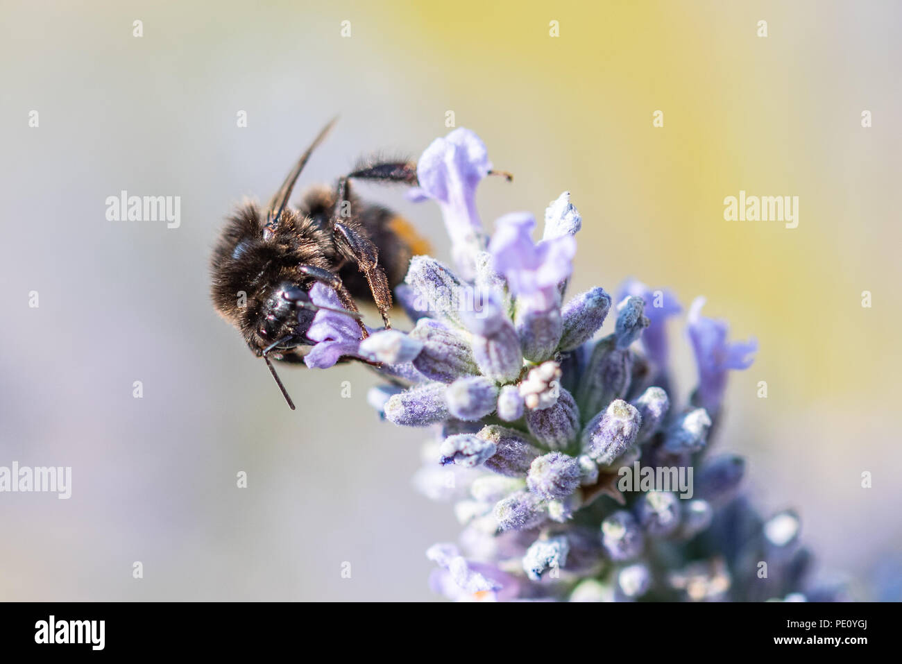 Pollinating bees hi-res stock photography and images - Alamy