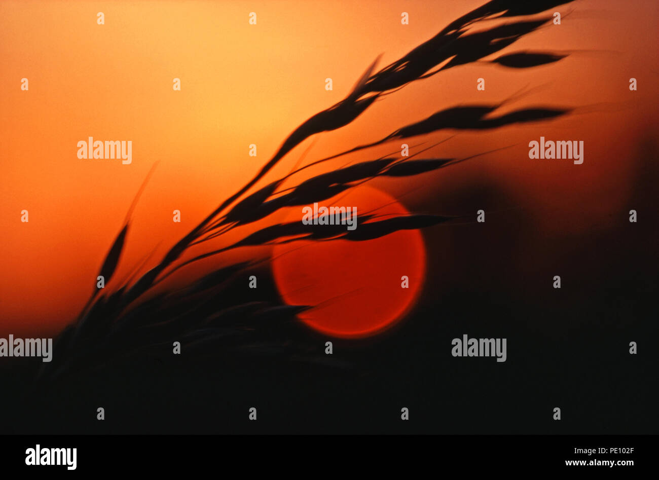 Atmospheric image of sun setting behind strand of barley Stock Photo ...