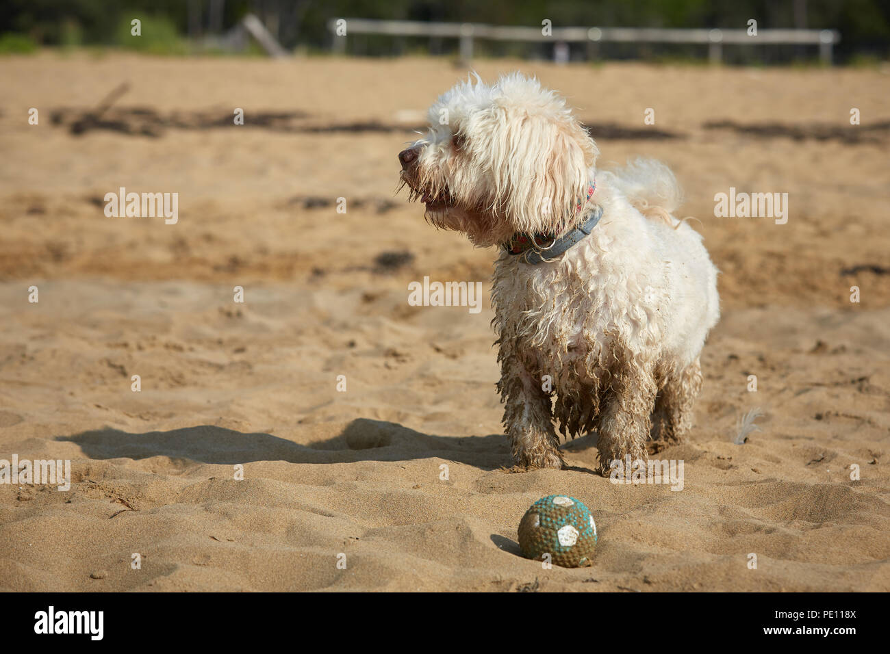 White havanese dog playing with ball on the beach and running in ...