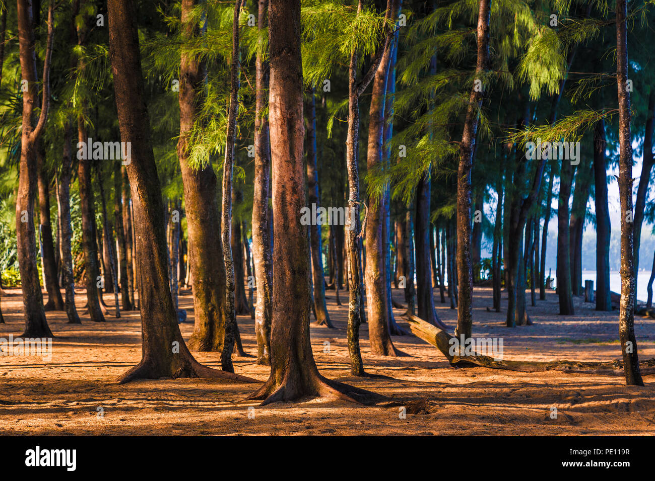 Tall pine trees standing against morning sun light at a beach in Phuket ...