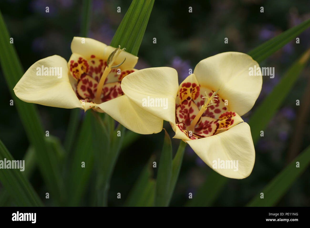 Tigridia Stock Photos & Tigridia Stock Images - Alamy