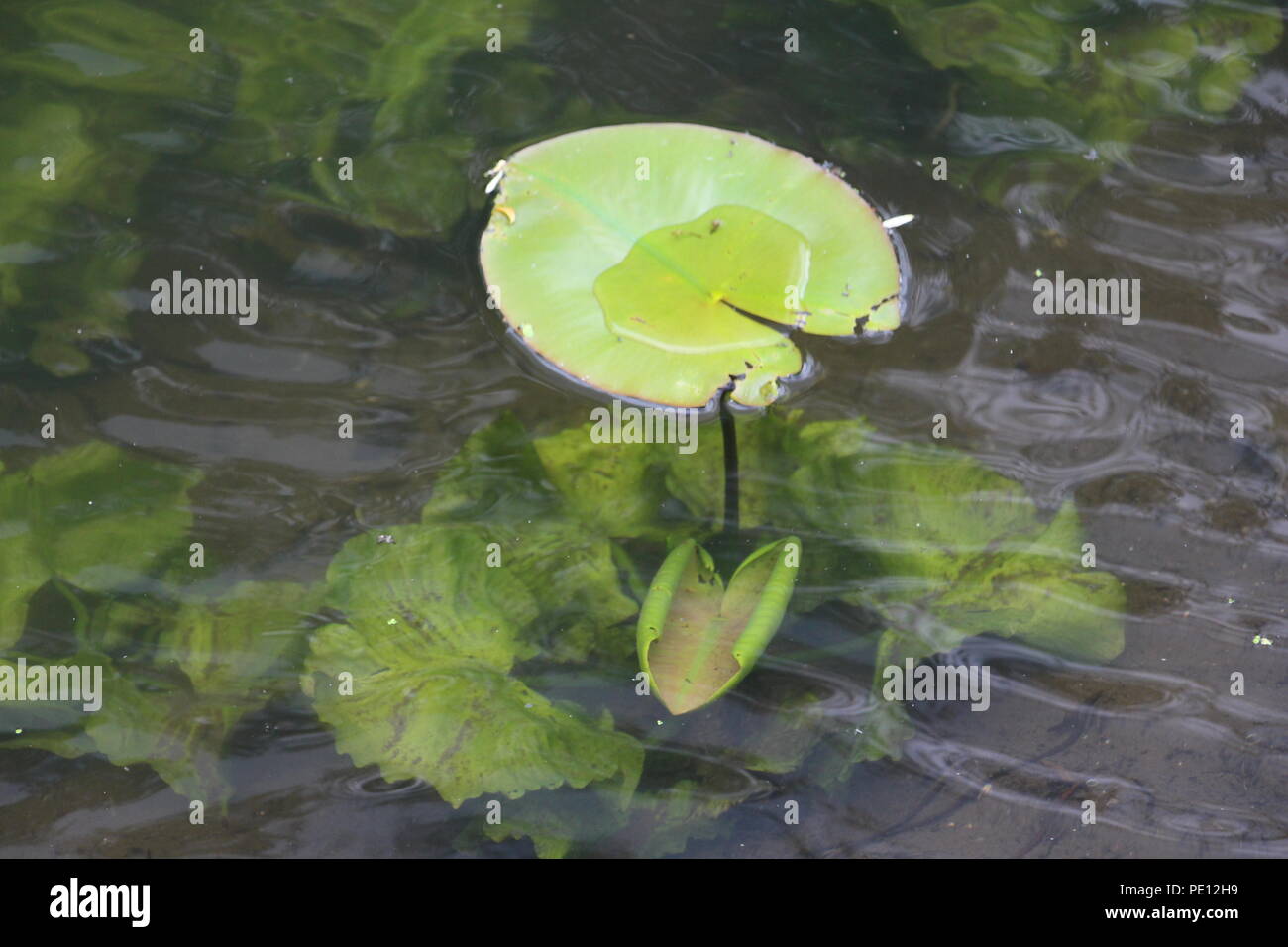Single lily pad sticking out of the water Stock Photo - Alamy