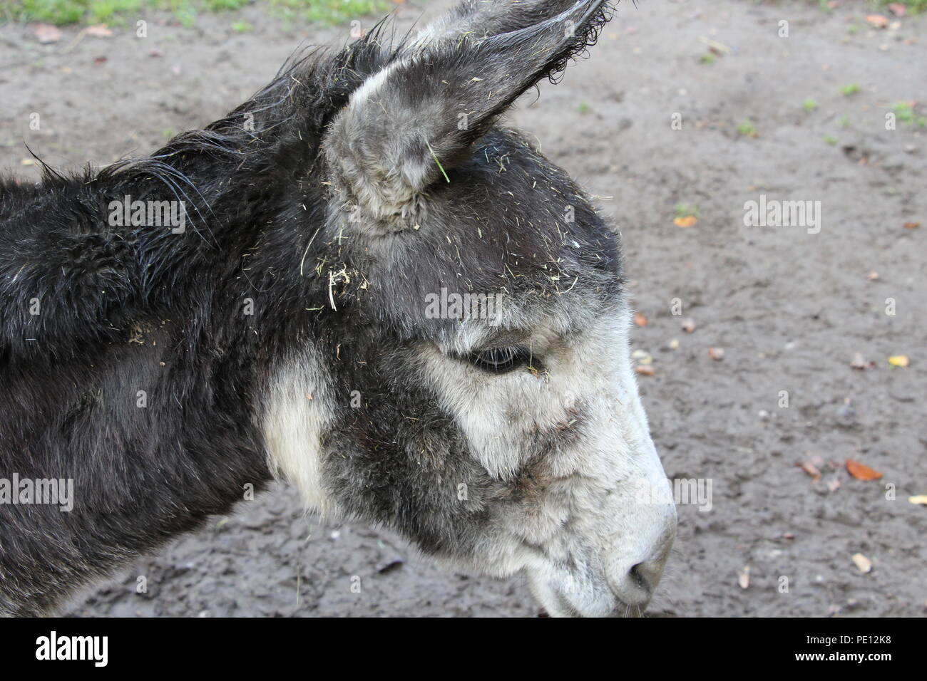 Donkeys head in profile Stock Photo - Alamy