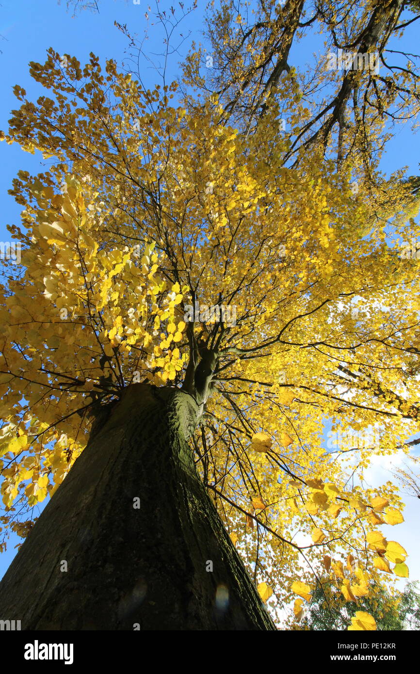 Autumn tree from below Stock Photo - Alamy