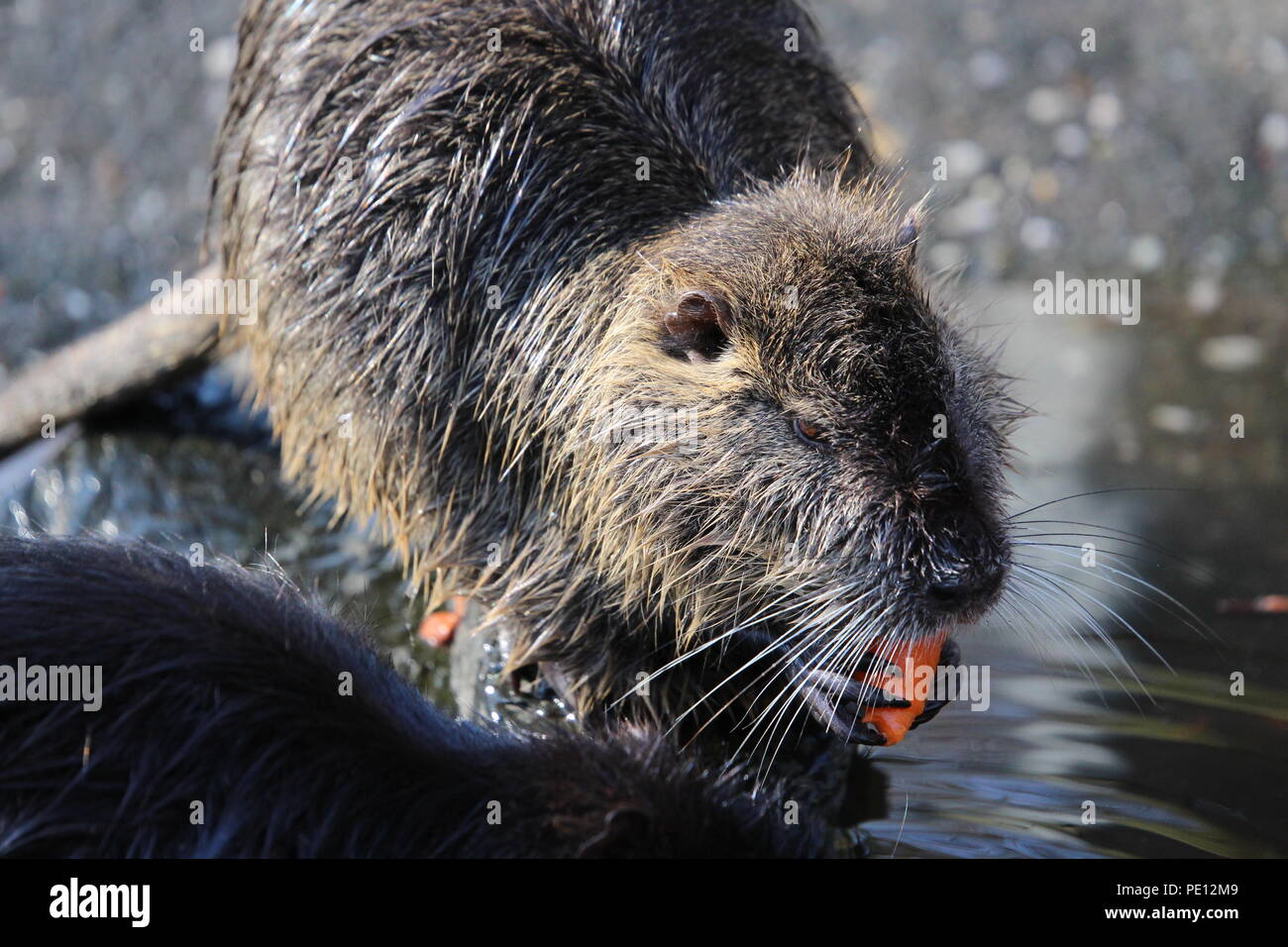 Nutria Eating a carrot Stock Photo - Alamy