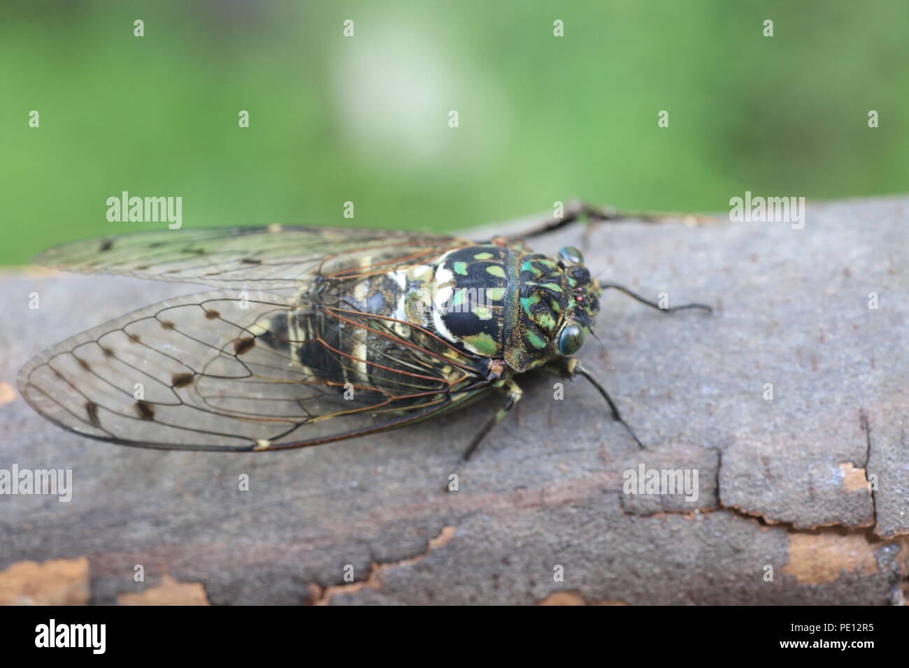 Minmin Robust Cicada (Hyalessa maculaticollis) in Japan Stock Photo - Alamy