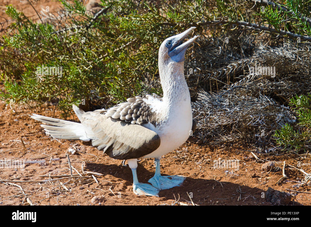 Blue footed hi-res stock photography and images - Alamy