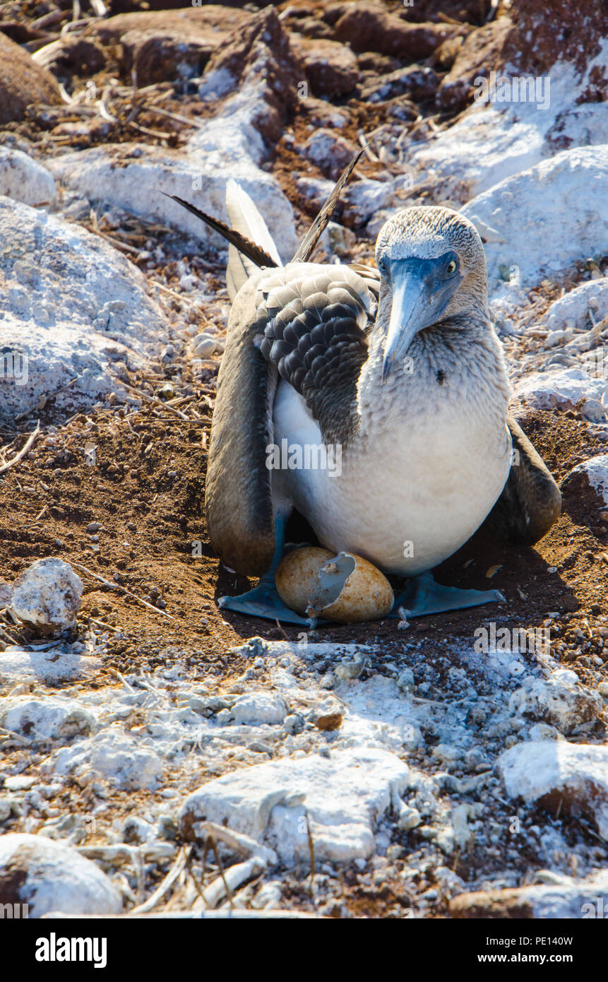 Adult blue-footed booby sits on nest with newly hatched chick and egg ...