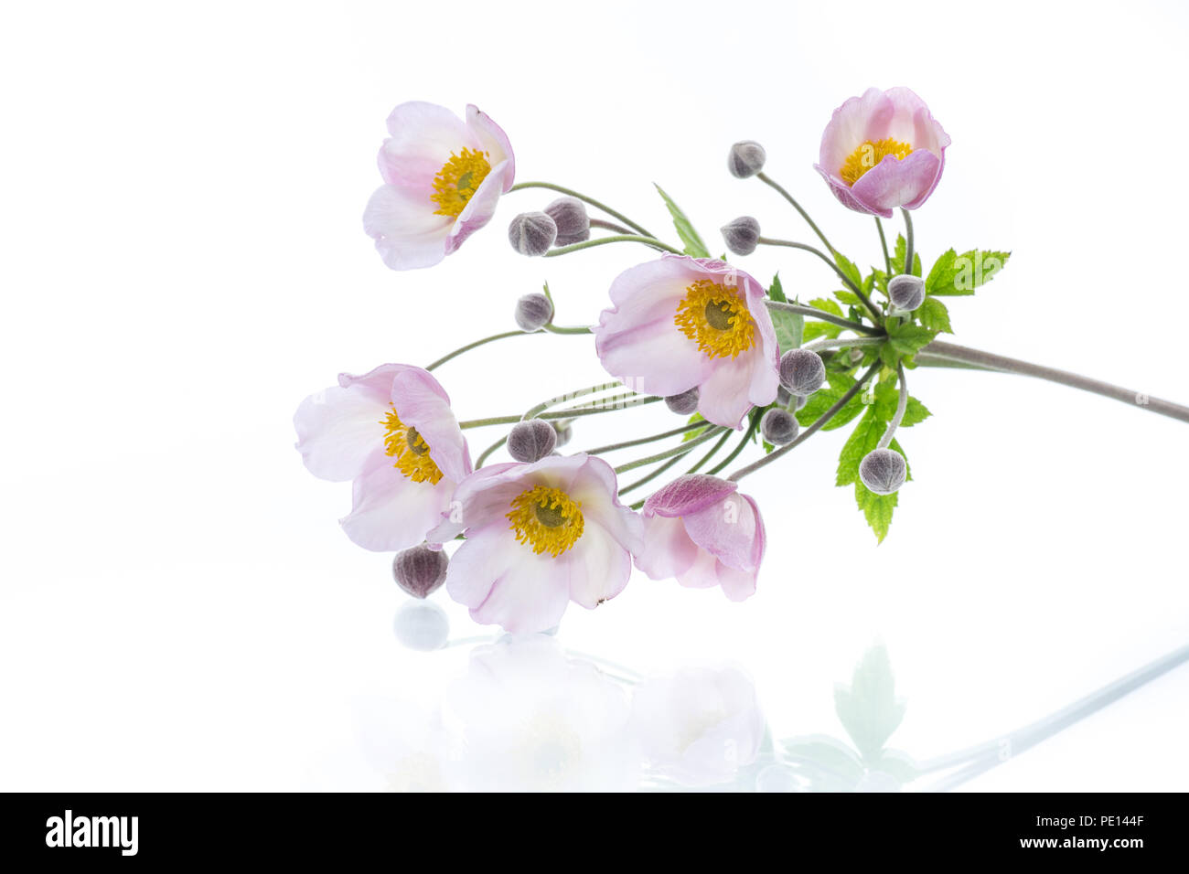 Cute pink flowers on a white background Stock Photo - Alamy