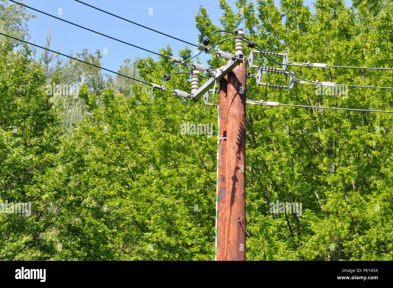 Wooden electric pole with line and tree in background Stock Photo - Alamy