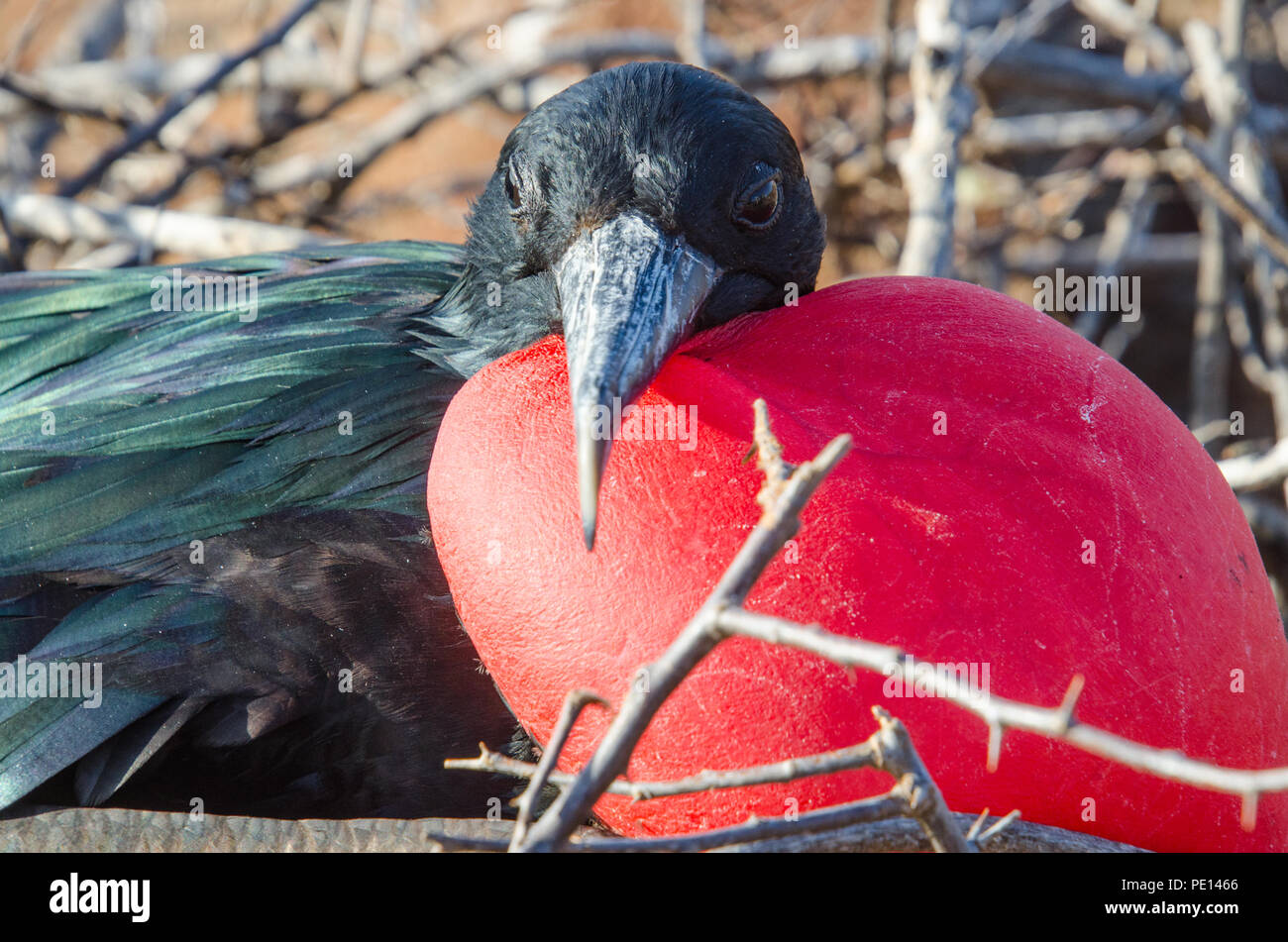 Red chest bird hi-res stock photography and images - Alamy