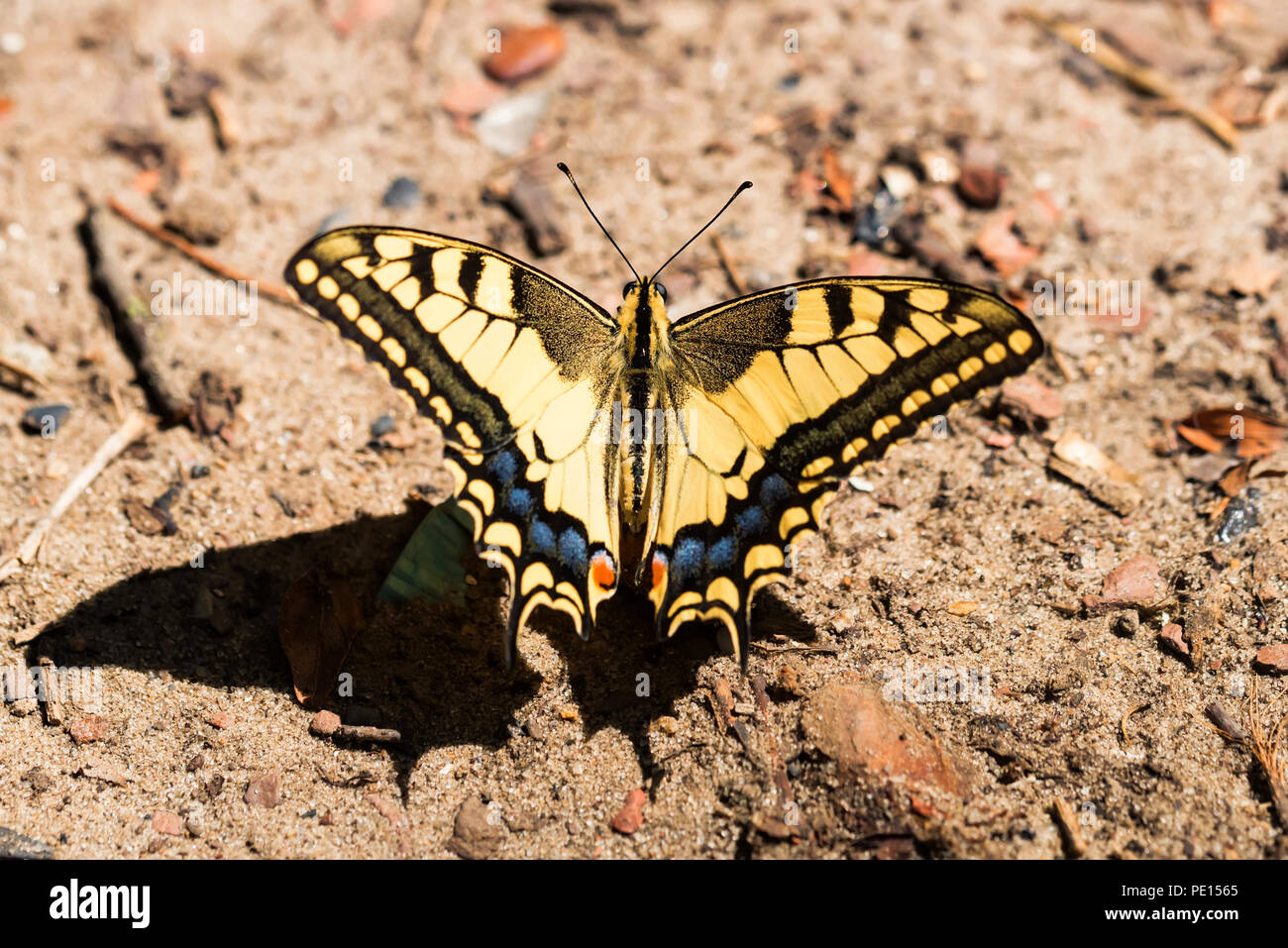 Xuthus Swallowtail High Resolution Stock Photography and Images - Alamy