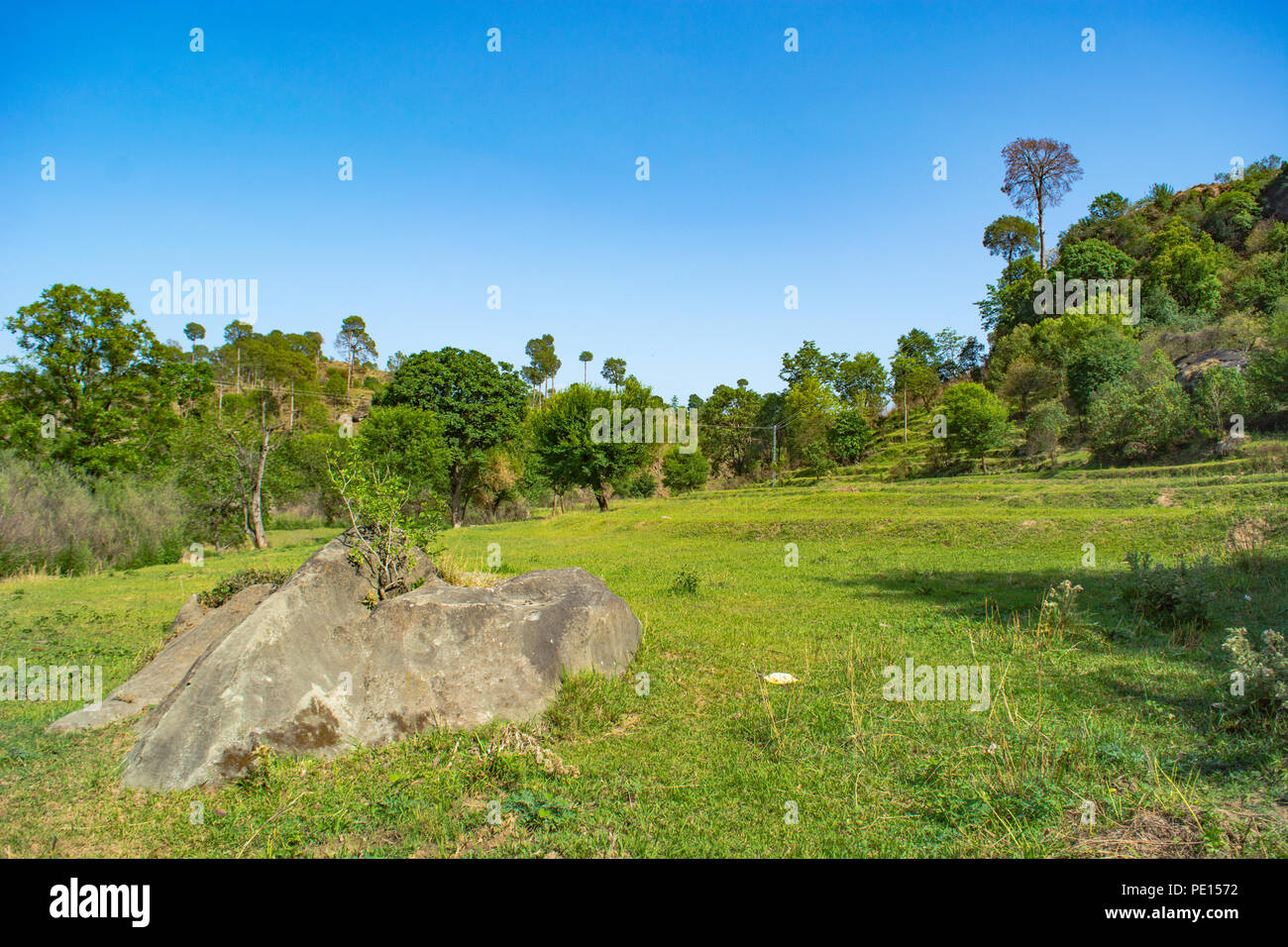 Forest and trees of Pakistan Kashmir nature Pine tree green wood ...