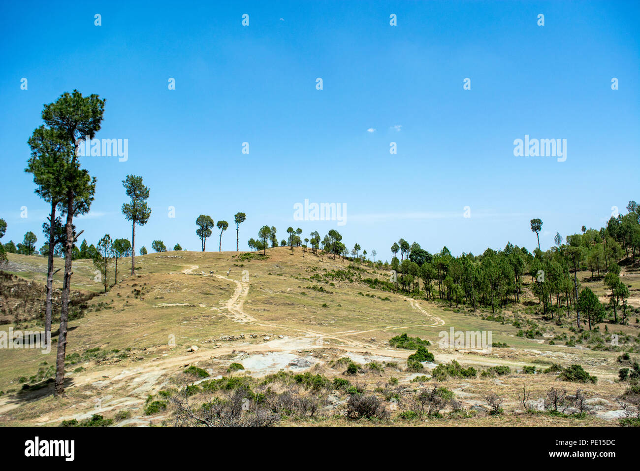 Forest and trees of Pakistan Kashmir nature Pine tree green wood ...