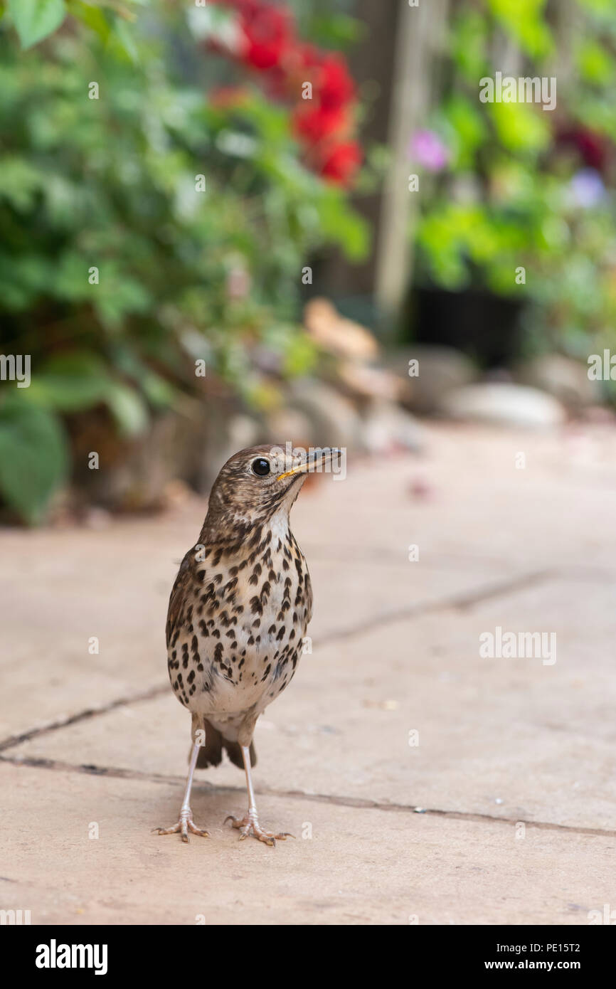 Song thrushes hi-res stock photography and images - Alamy