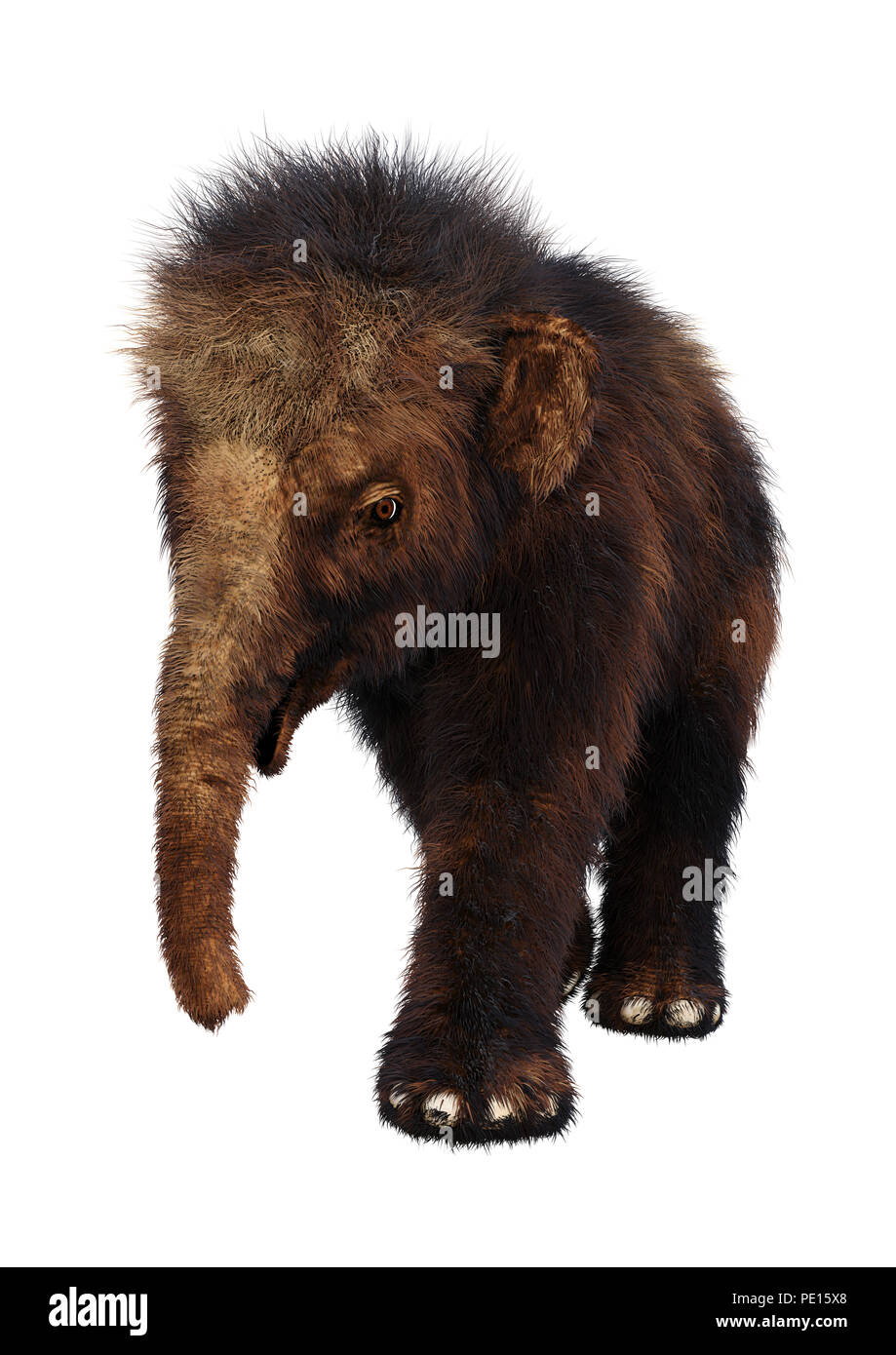 3D rendering of a woolly mammoth baby isolated on white background ...