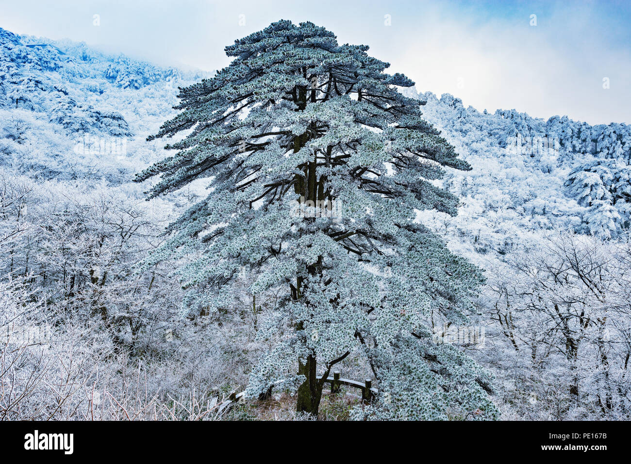Winter view of the big pine tree in Huangshan National park. China ...