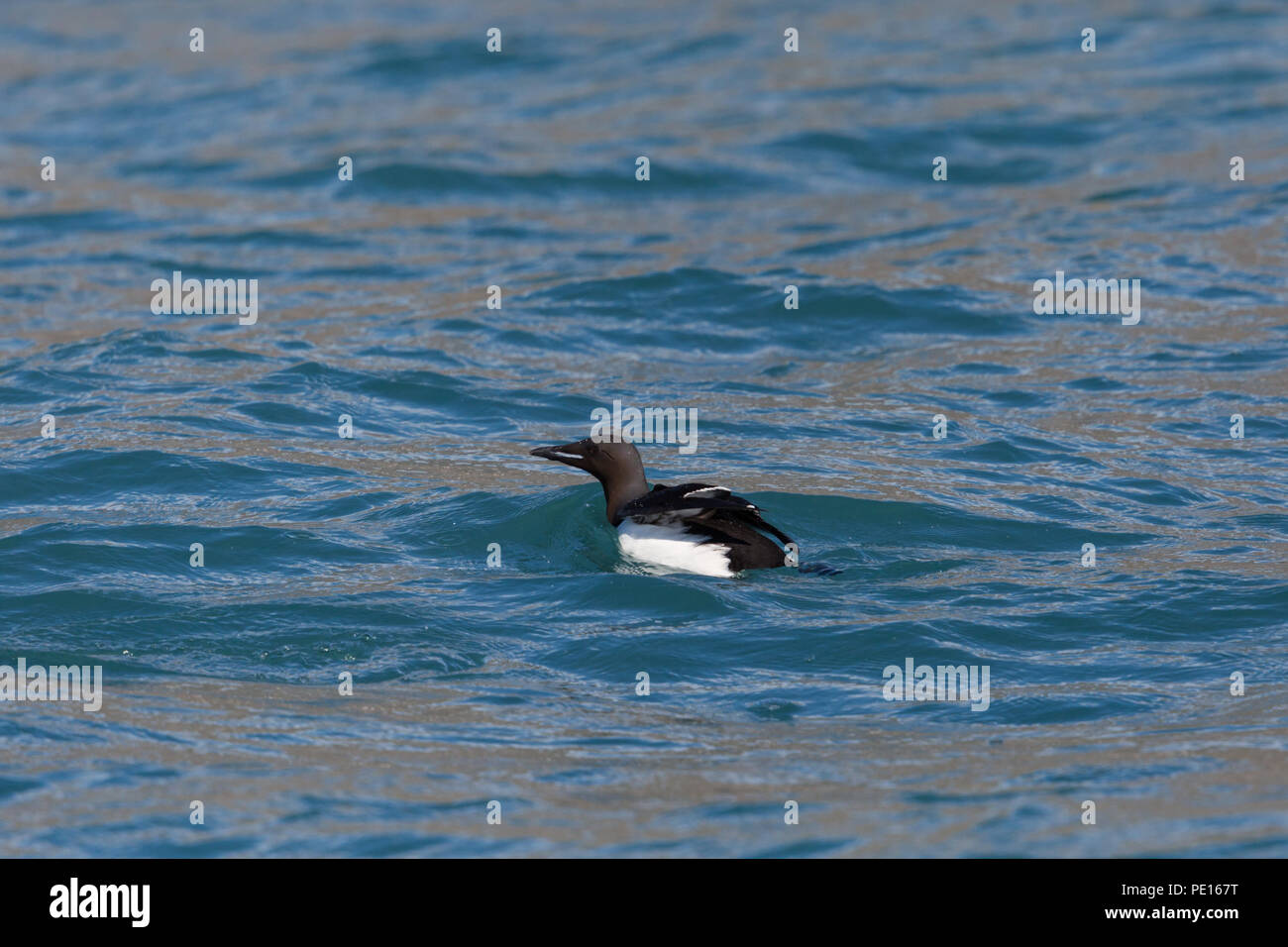 one swimming natural thick-billed murre bird (Uria lomvia), blue waved ...