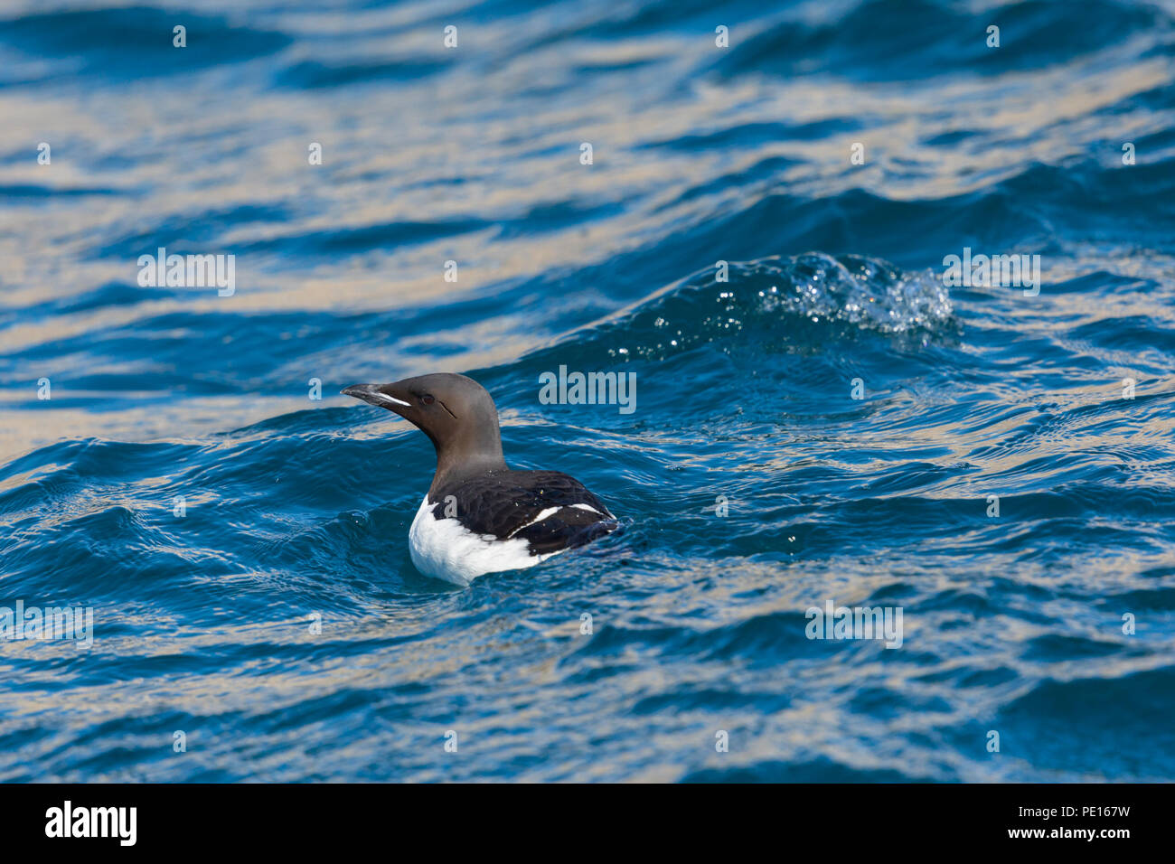 portrait natural swimming thick-billed murre bird (Uria lomvia), blue ...