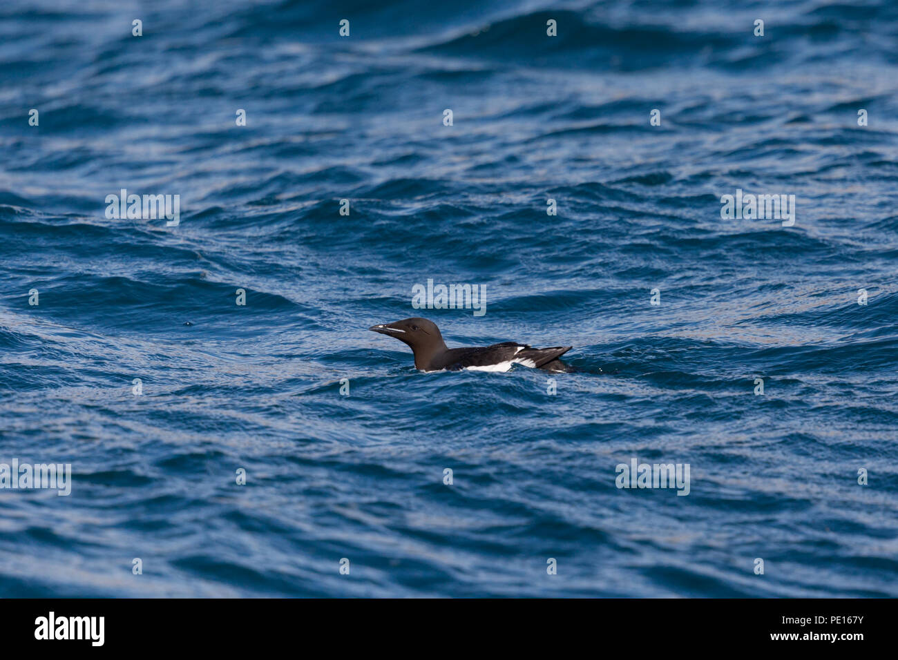 one natural thick-billed murre bird (Uria lomvia) swimming in blue ...