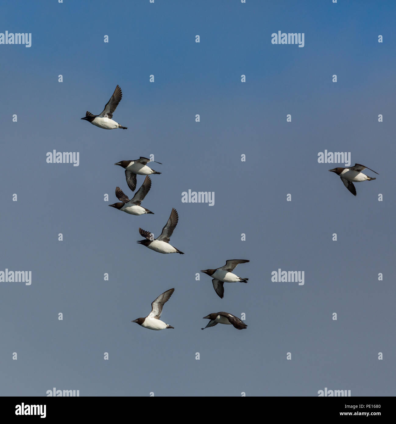 several natural thick-billed murre birds (Uria lomvia) flying, blue sky ...