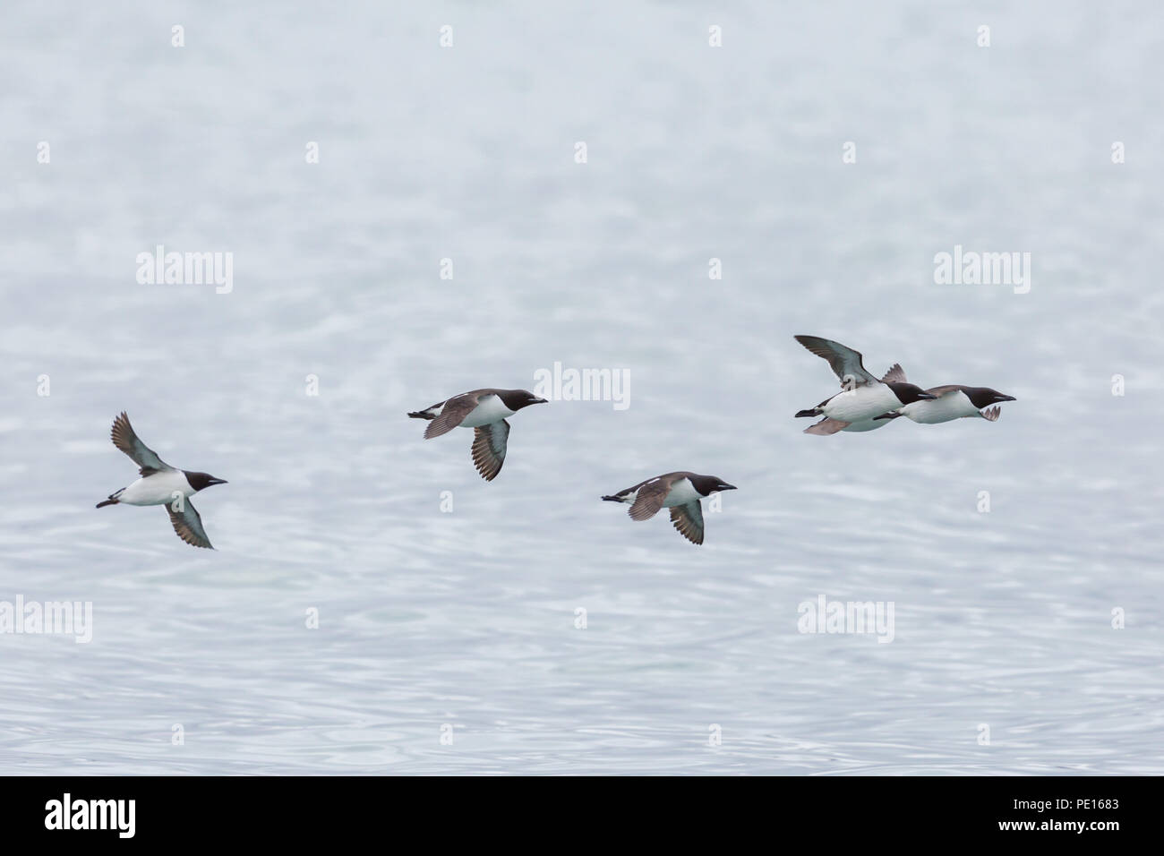 several natural thick-billed murre birds (Uria lomvia) in flight Stock ...