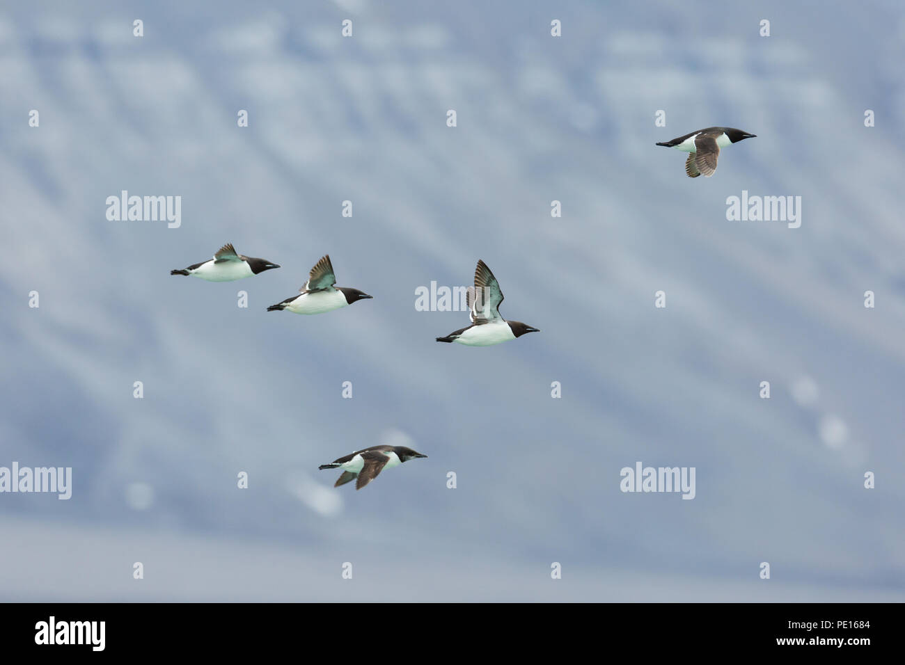 five natural thick-billed murre birds (Uria lomvia) in flight Stock ...