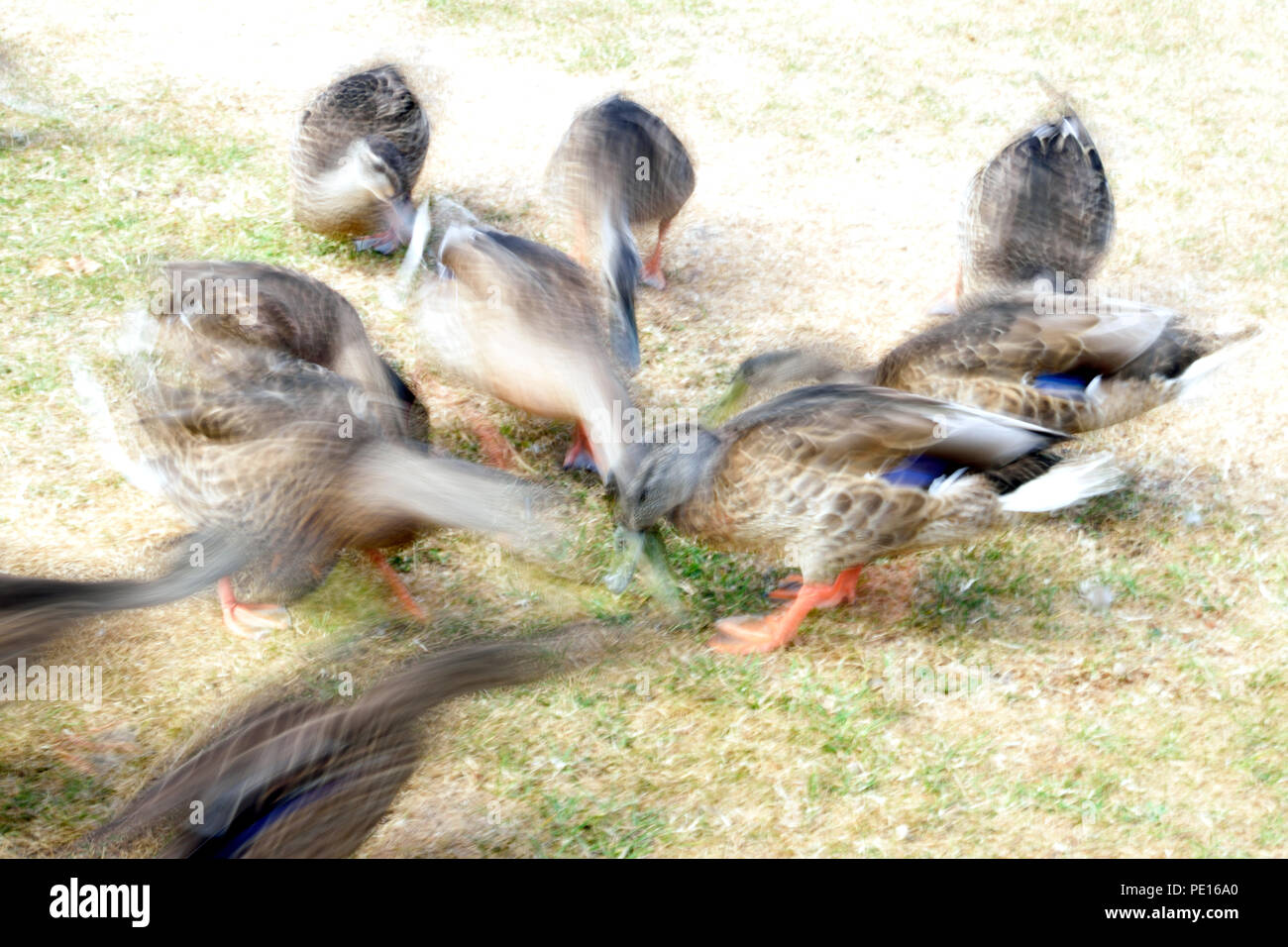 Hungry ducks feeding Stock Photo - Alamy