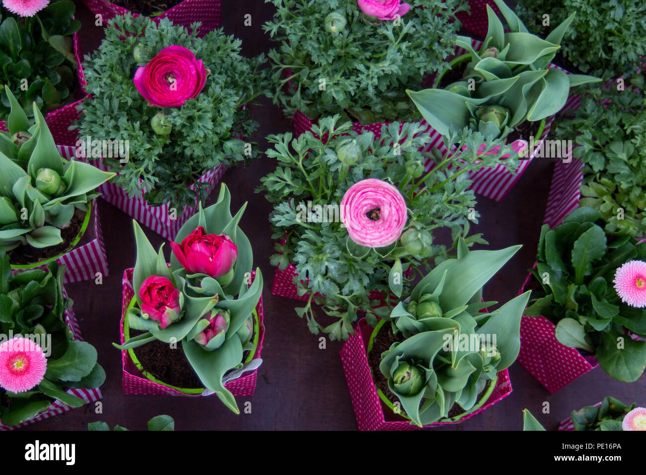 Various rose flowers growing and displayed on a beautiful store at ...