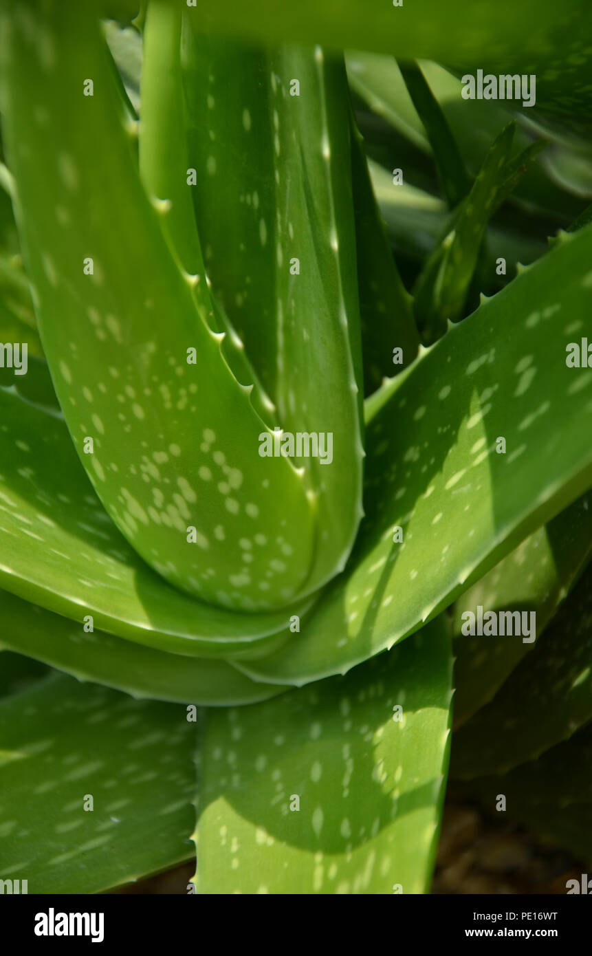 Green aloe vera in the garden shined at sun Stock Photo - Alamy