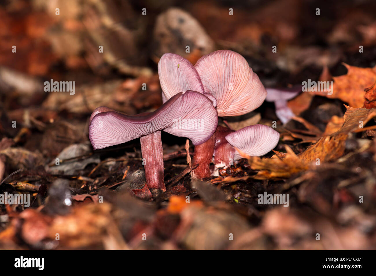 Local fungus group hi-res stock photography and images - Alamy