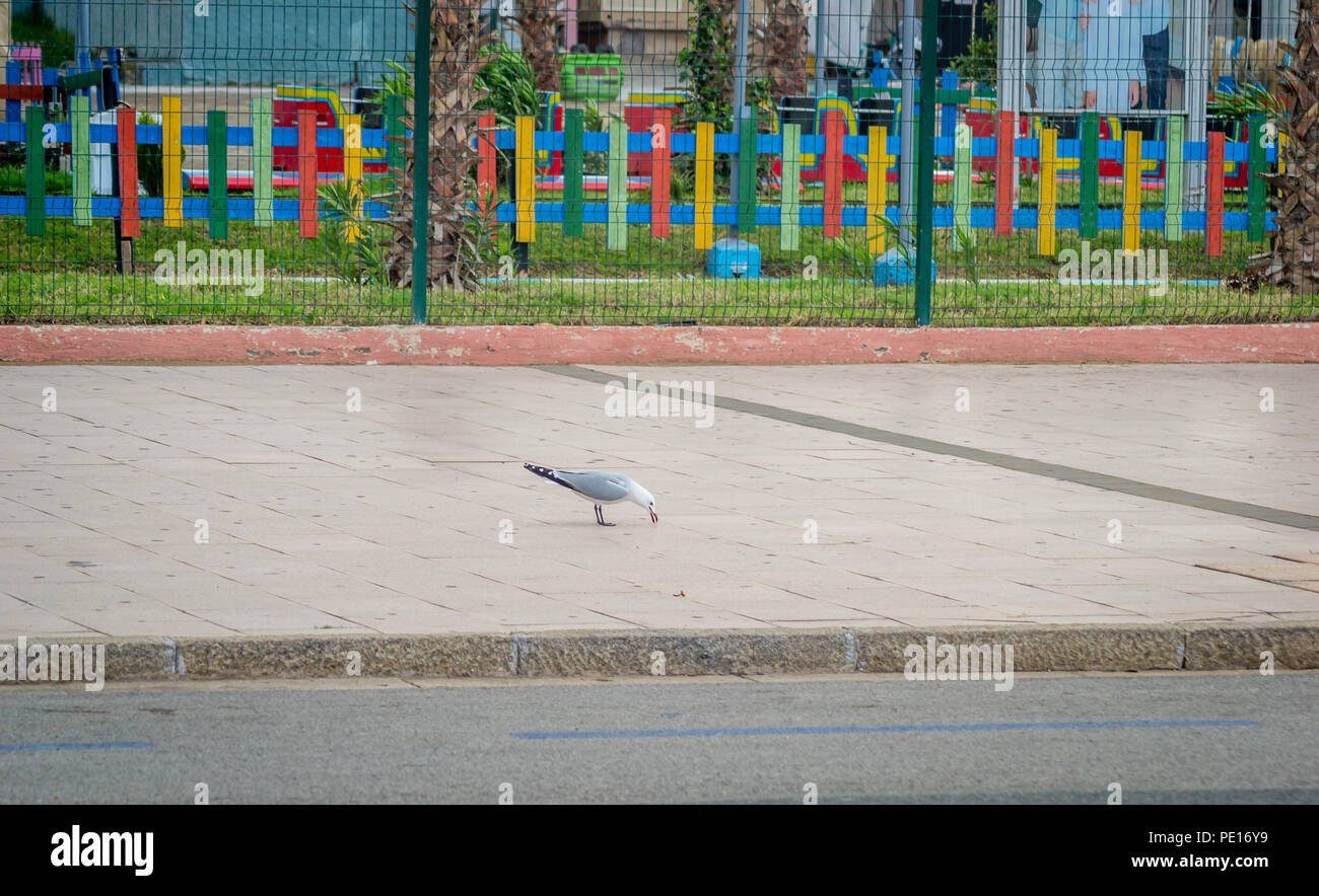 Birds on street of saaidia Stock Photo - Alamy